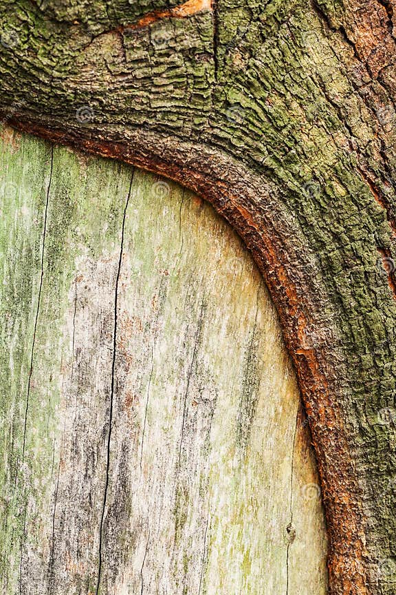 Tree root texture stock photo. Image of surface, line - 33633974