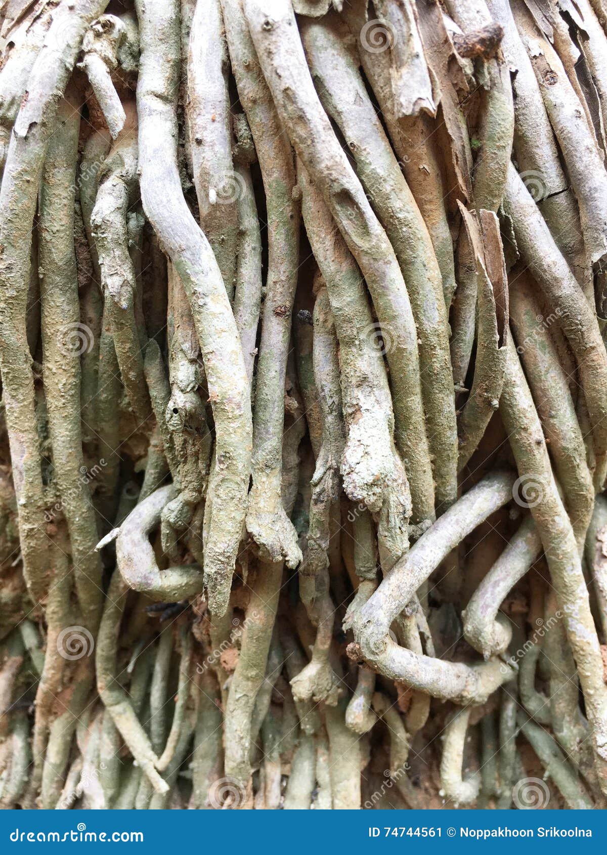 Tree root texture stock image. Image of hole, asia, articulate - 74744561