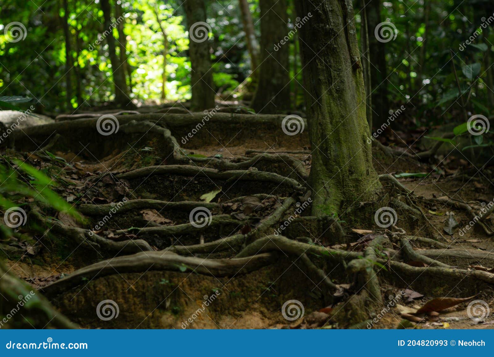 Tree Root Trail in the Forest Stock Image - Image of hiking, mystery ...