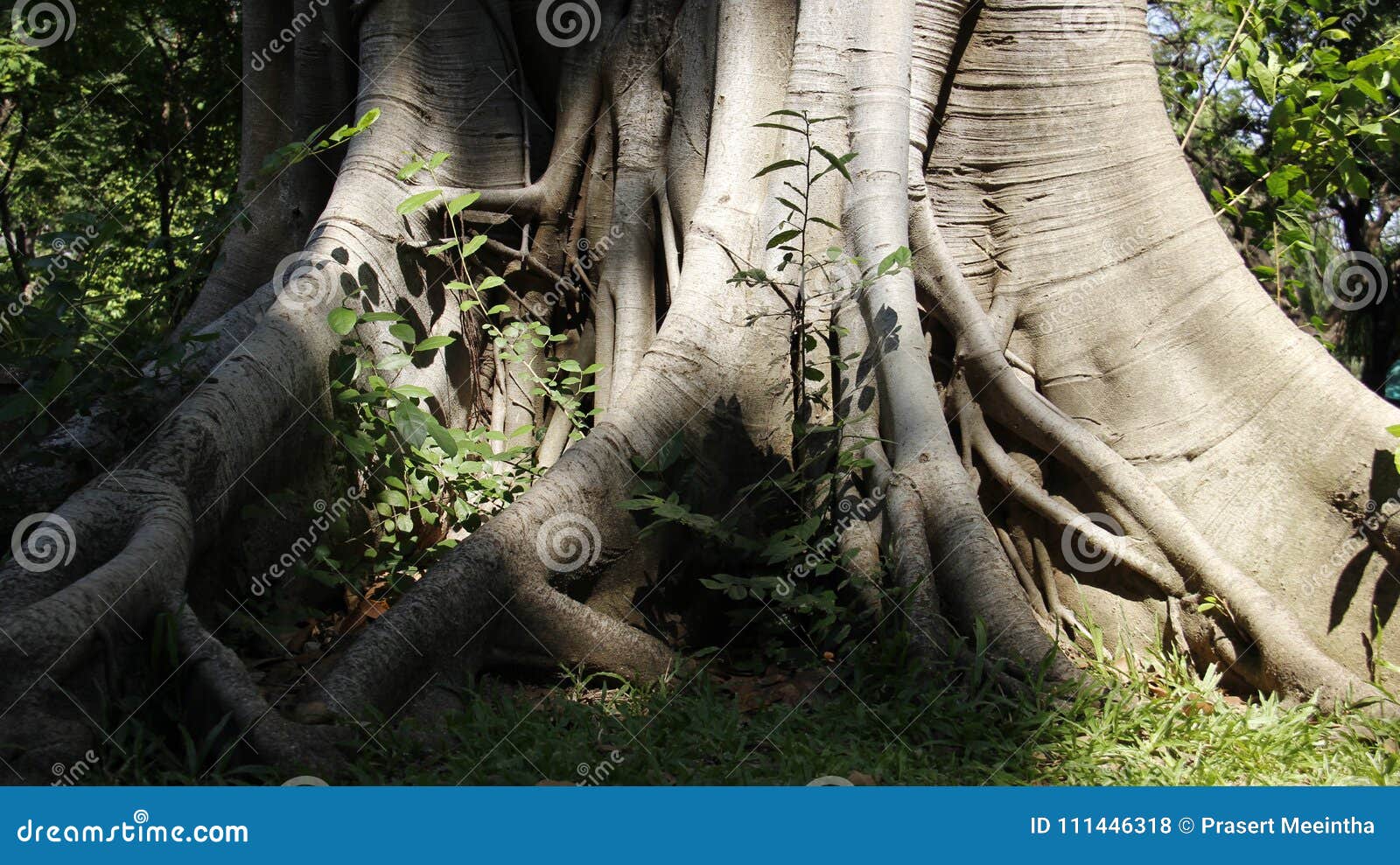 Tree Root and Tree Bark stock photo. Image of close - 111446318