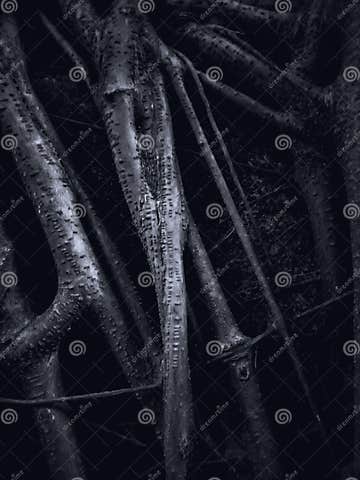 Tree Root Vines Texture Background. Dark Concept Stock Illustration ...