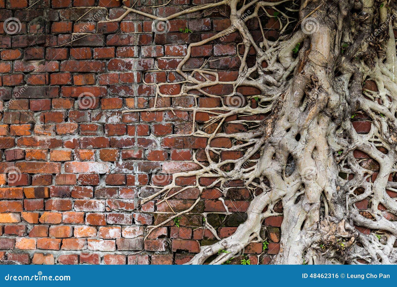 Tree root on wall stock photo. Image of fence, ancient - 48462316
