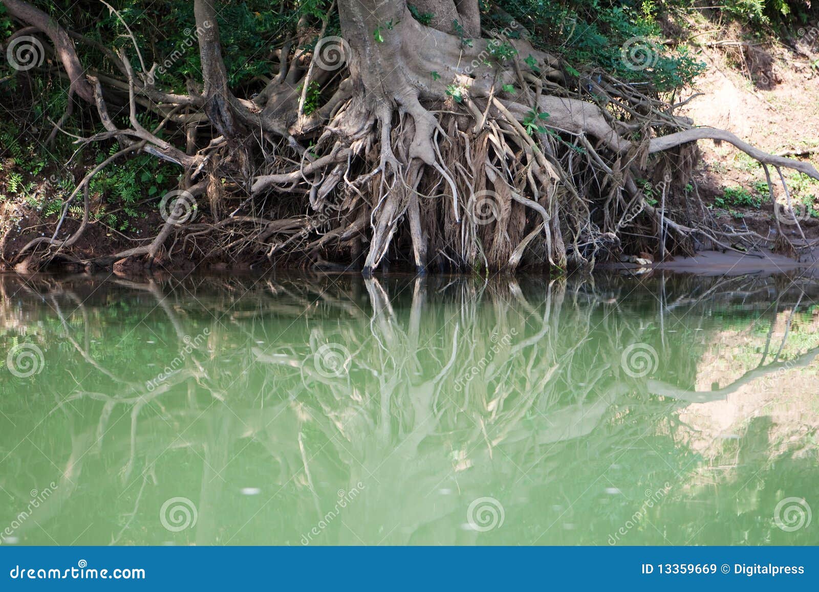 Tree Root with Water Reflexion Stock Image - Image of reflexion, scenic ...