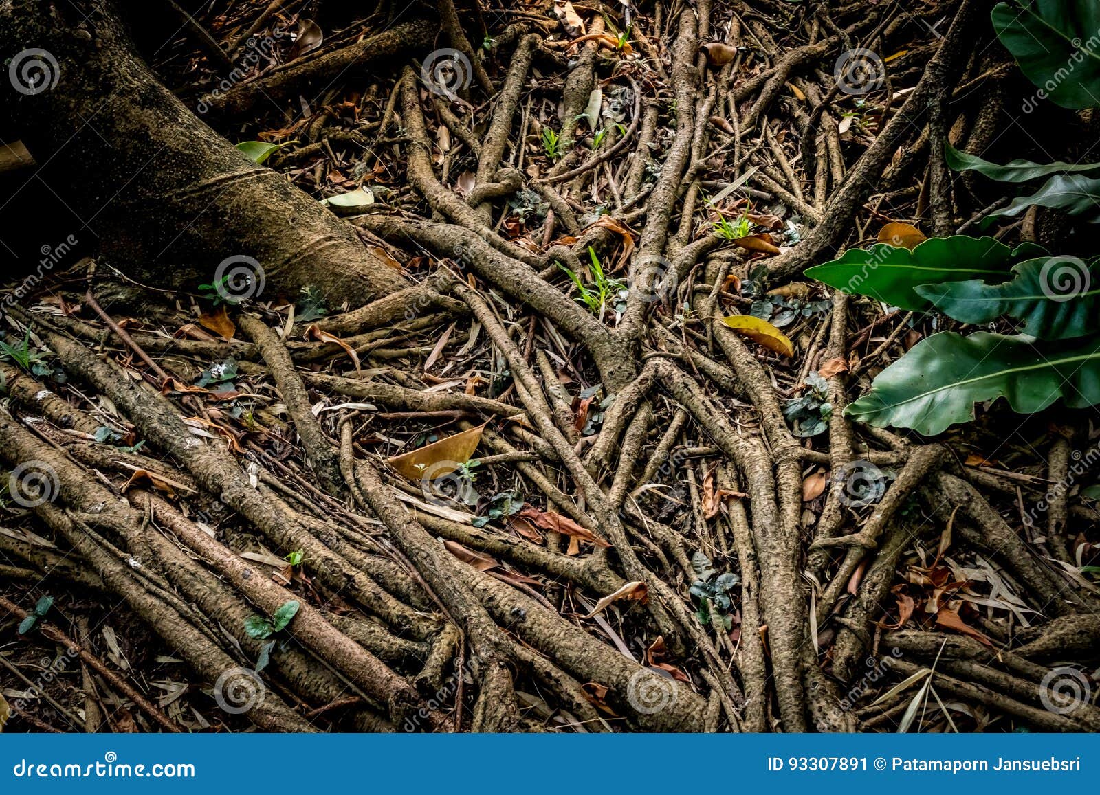 Tree root web stock image. Image of nature, branch, land - 93307891