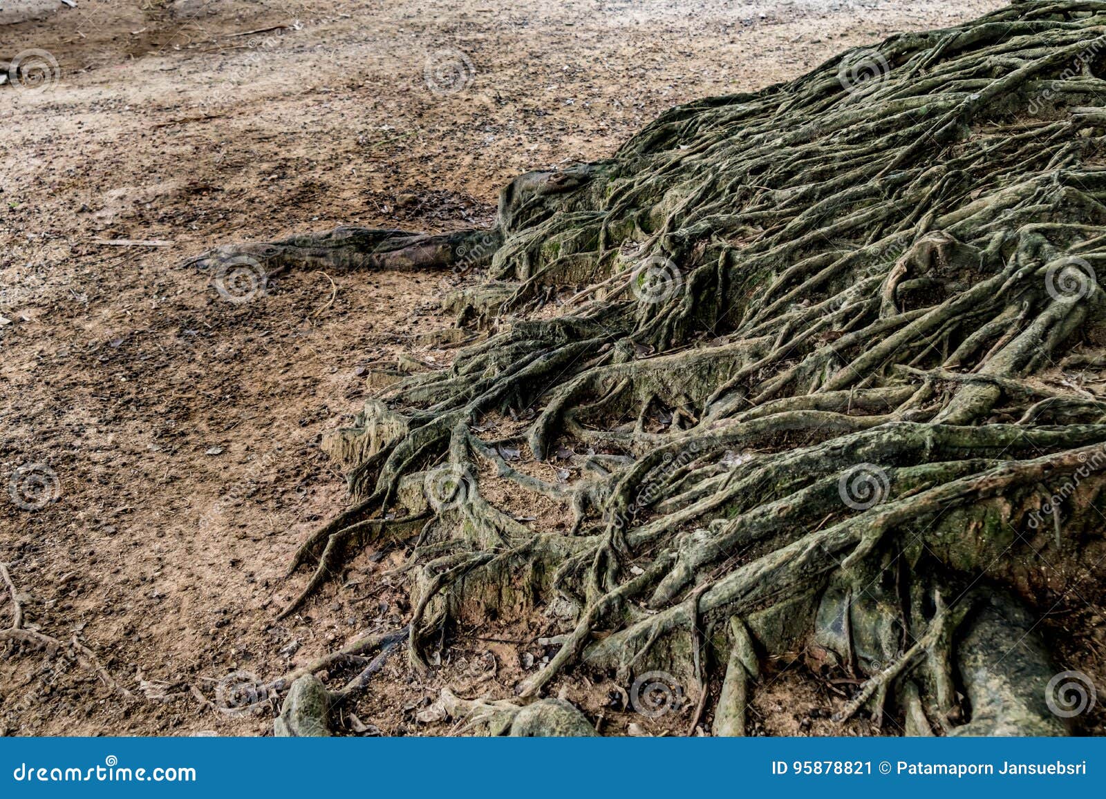 Tree root web stock image. Image of land, branch, trunk - 95878821