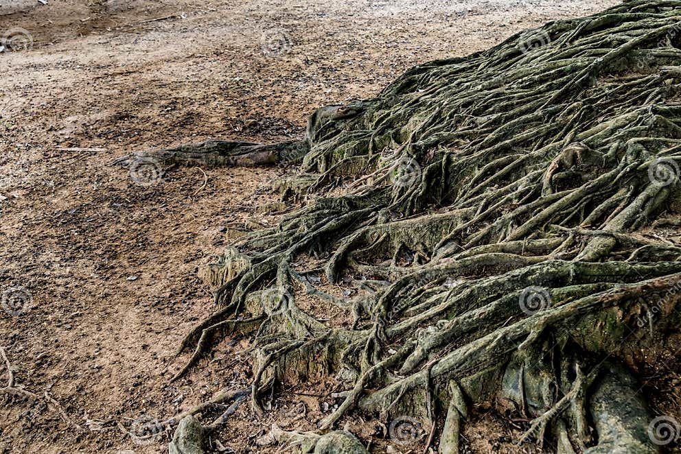 Tree root web stock image. Image of land, branch, trunk - 95878821