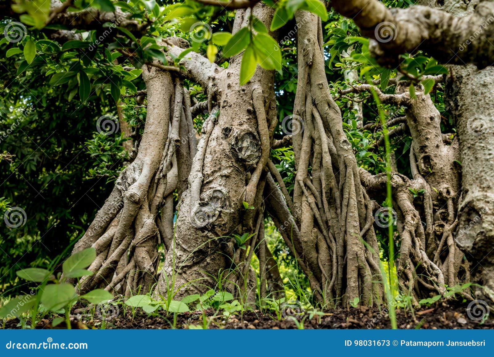 Tree root web stock image. Image of life, tangle, root - 98031673