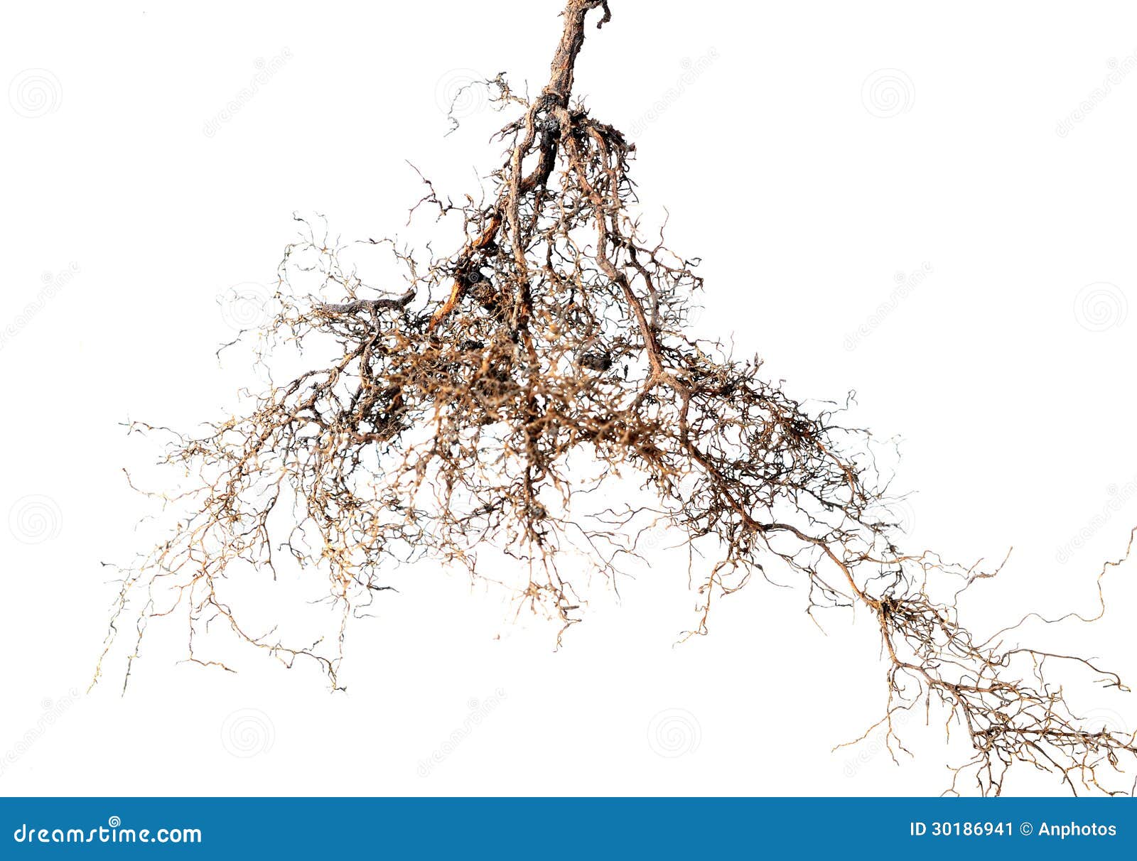 Tree Root In Forest Ground Cross Section - Pine Tree Forest Royalty ...