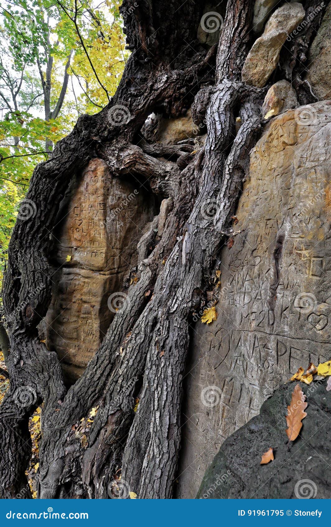 Tree is rooted on the rock stock image. Image of background - 91961795