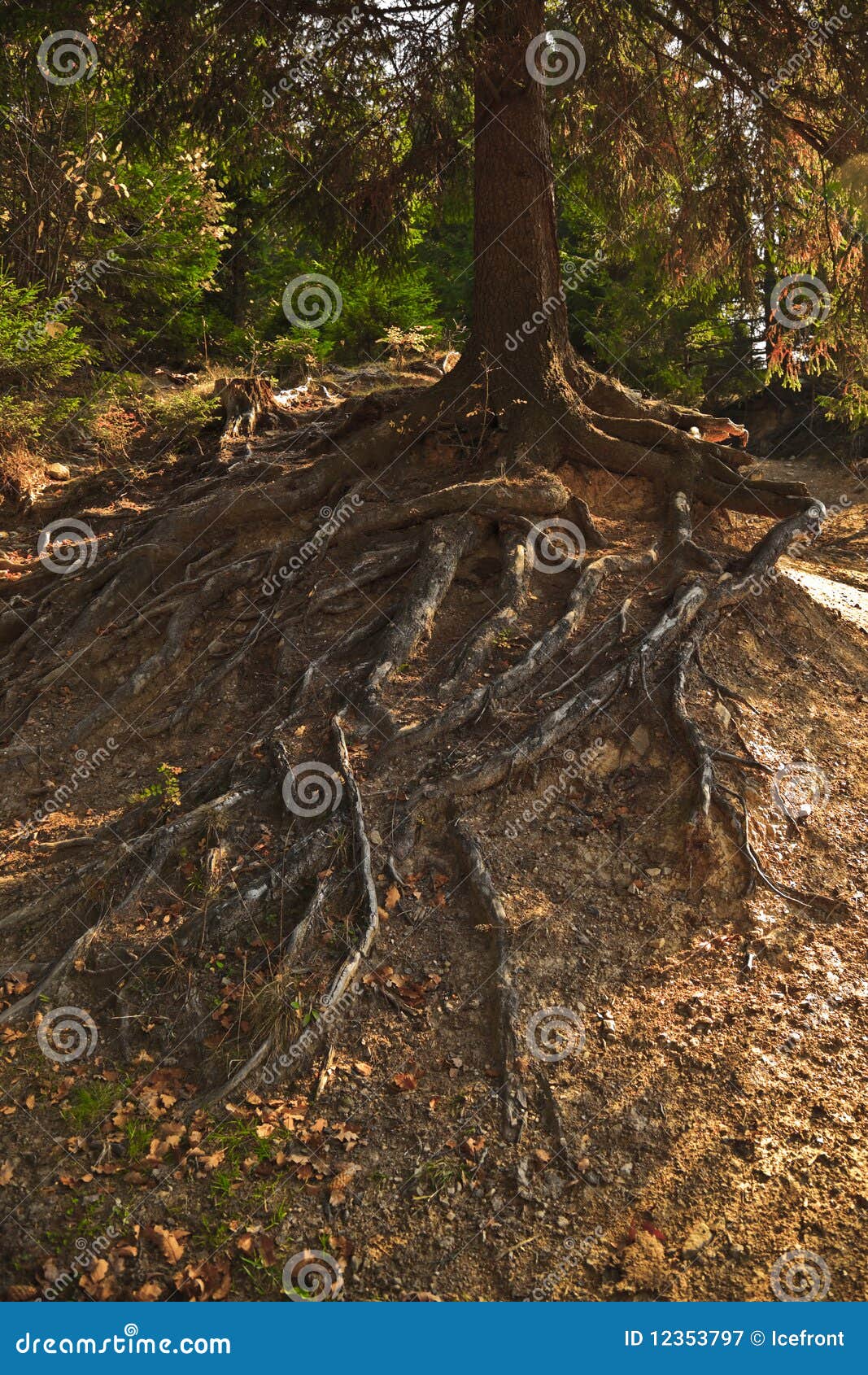 Tree roots stock image. Image of coniferous, wilderness - 12353797