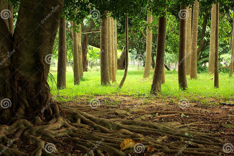 Tree roots stock photo. Image of ground, extensive, country - 13832946