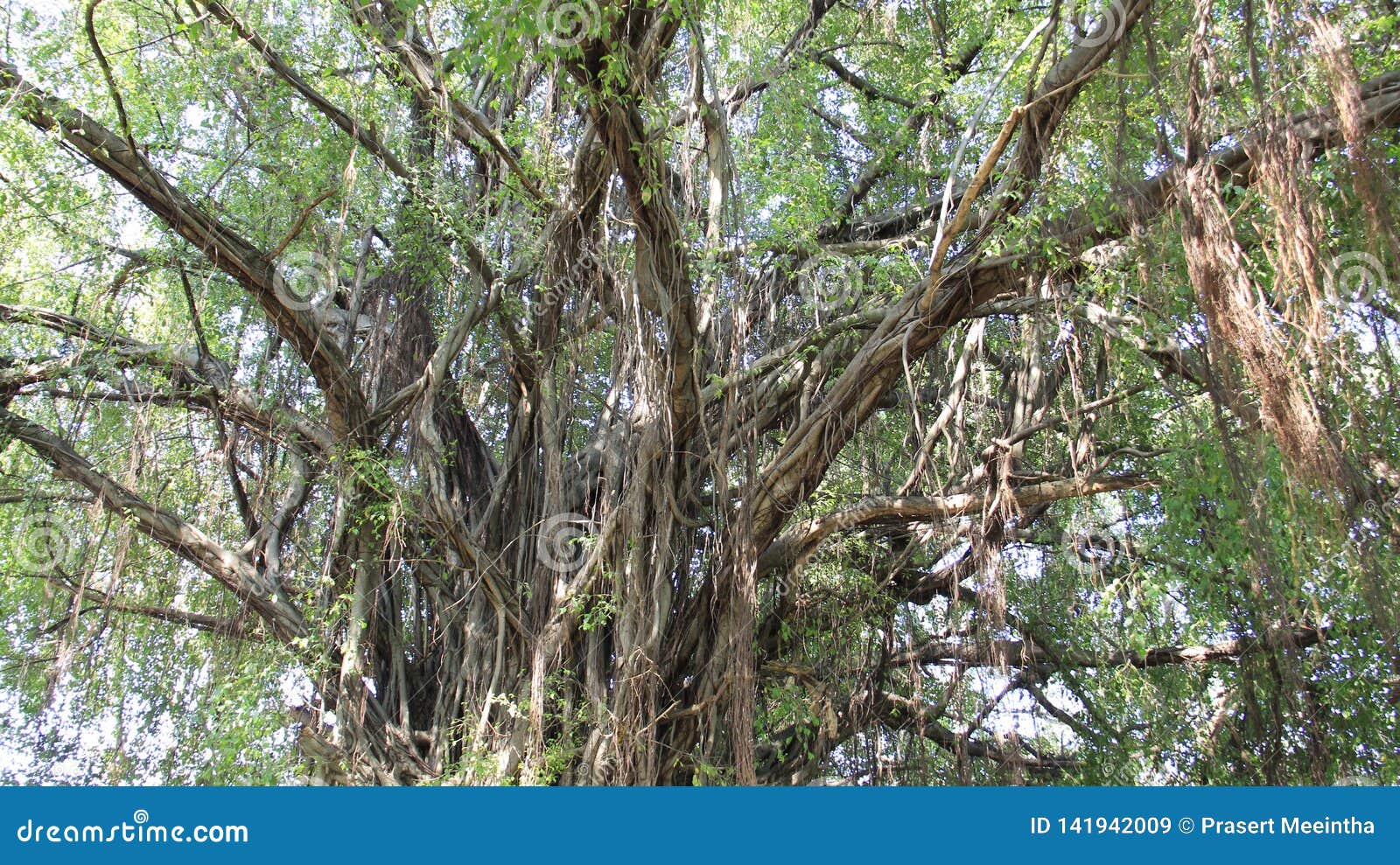 Nature. Golden Fig Leaves and Roots with Warm Sunlight Stock Image ...