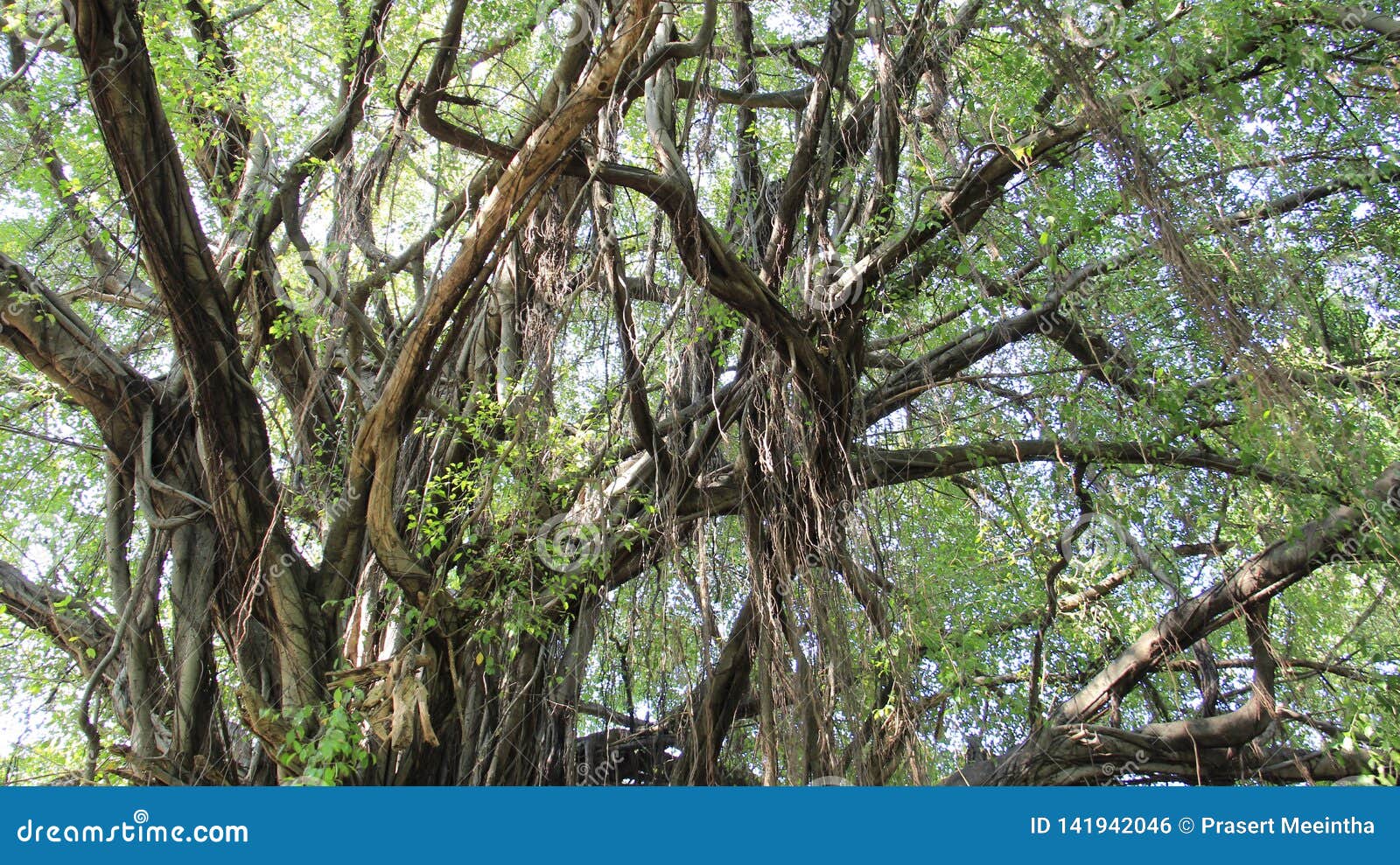 Pure. Golden Fig Leaves and Roots with Warm Sunlight Stock Photo ...