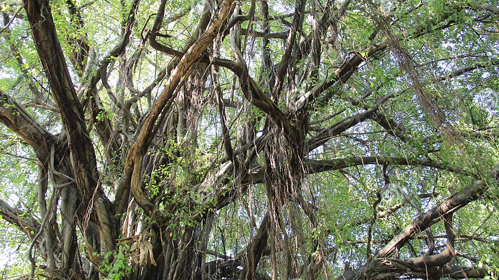 Pure. Golden Fig Leaves and Roots with Warm Sunlight Stock Photo ...