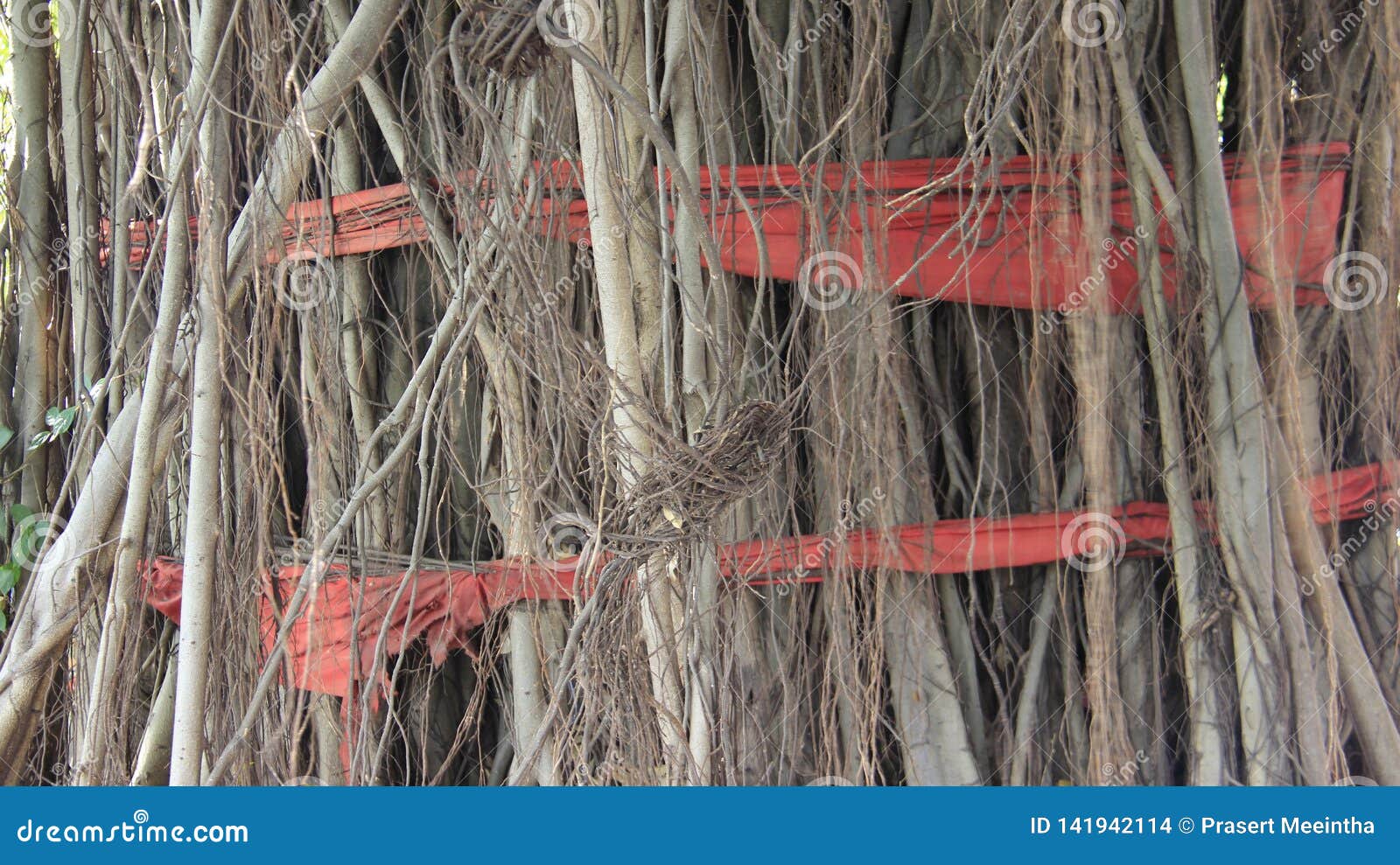 Tree Roots with Red Cloth stock photo. Image of open - 141942114