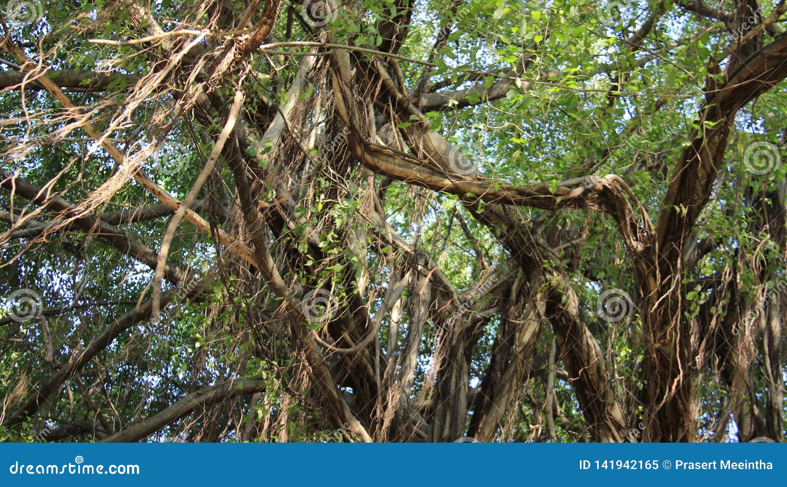 Pure. Golden Fig Leaves and Roots Stock Image - Image of bark, bush ...