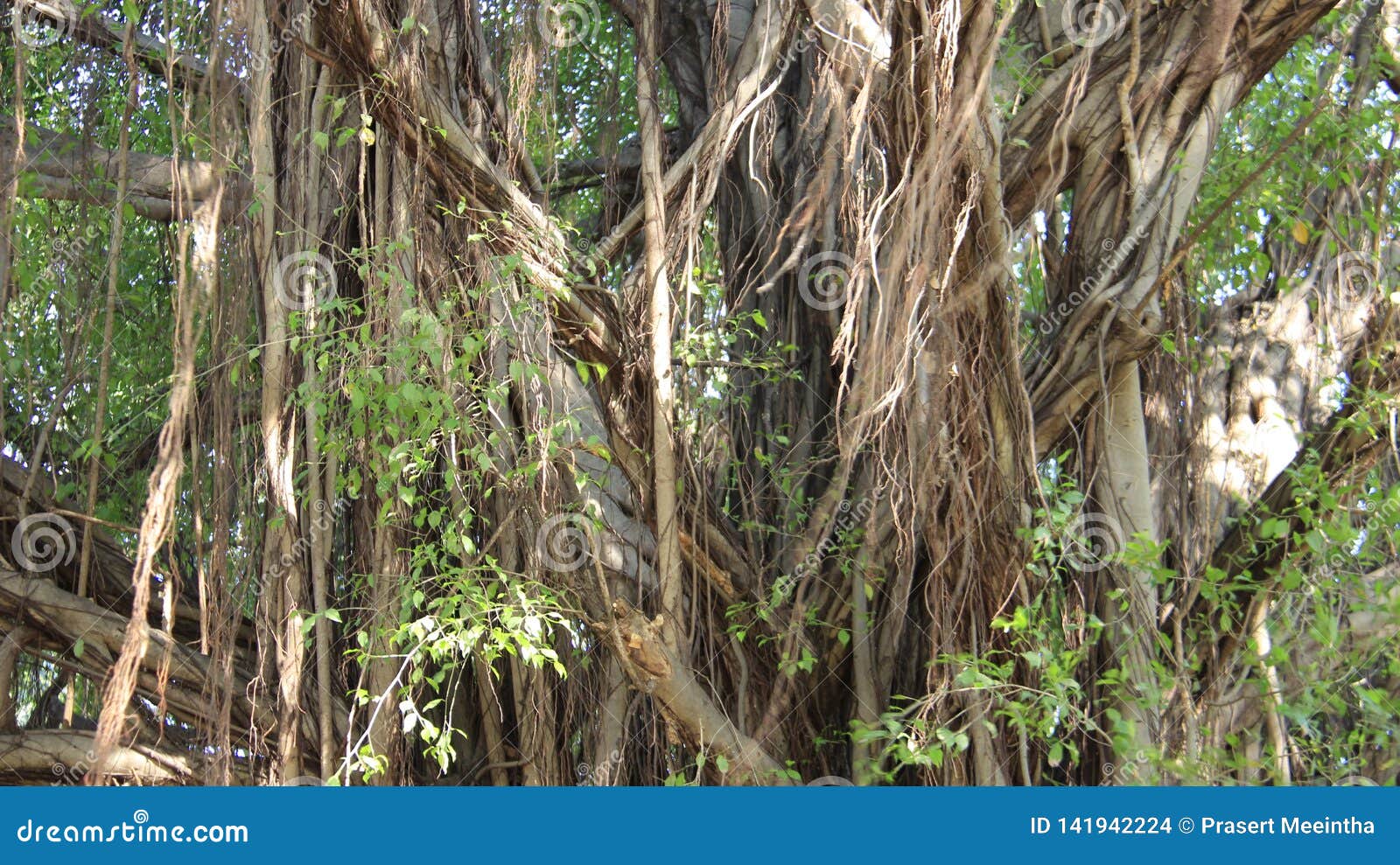 Pure. Golden Fig Leaves and Roots with Sunlight Stock Photo - Image of ...