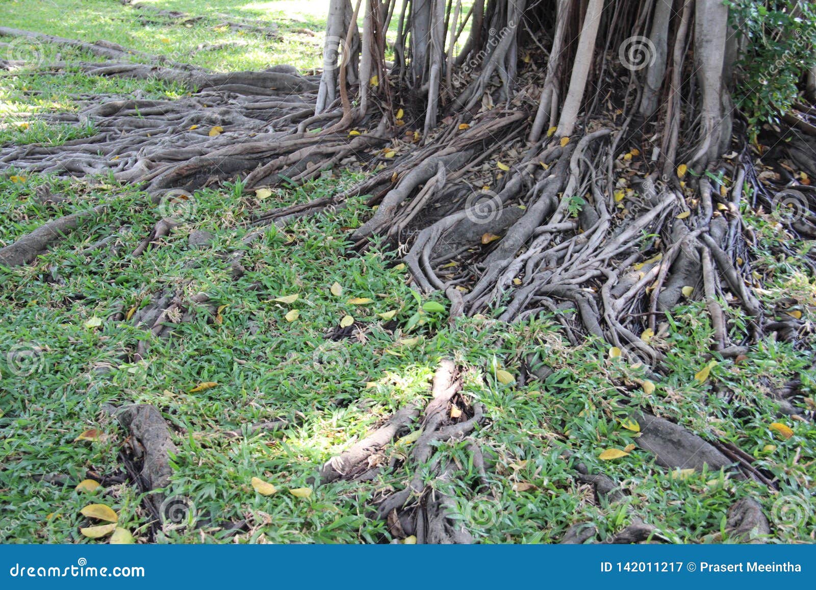 Tree Roots with Green Grass Stock Image - Image of jungle, outdoor ...