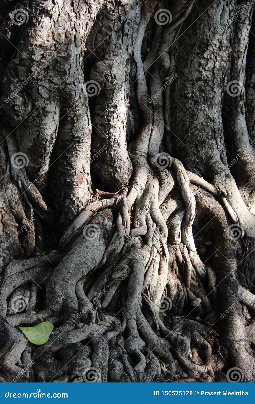 Nature Art. Bodhi Tree Roots and Bark Stock Photo - Image of bark ...
