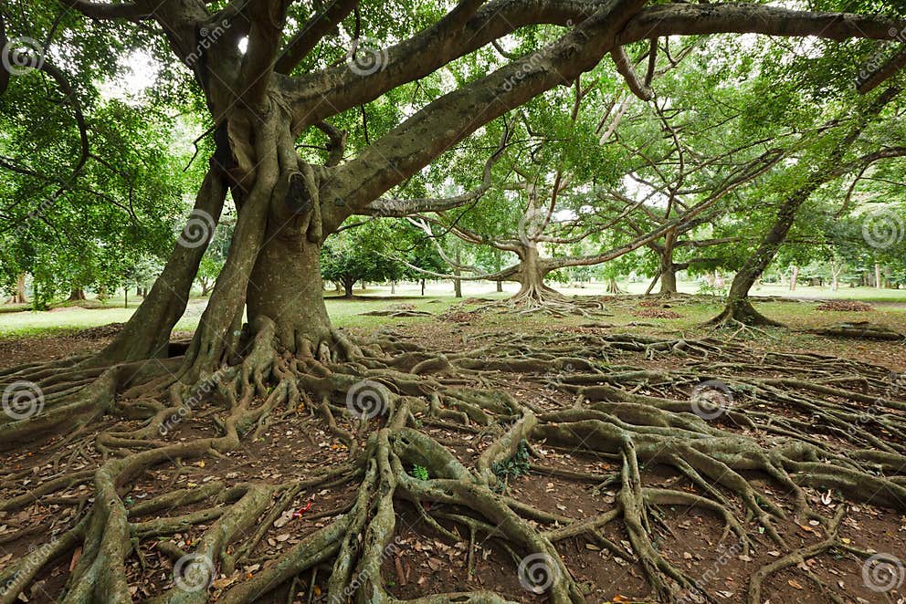 Tree roots stock image. Image of ficus, wood, nature - 17501429