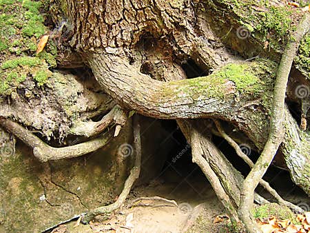 Tree Roots stock photo. Image of forestland, woods, nature - 18429212