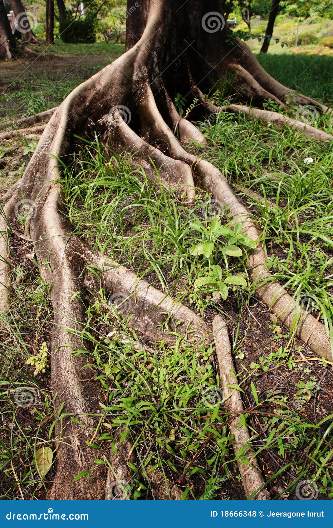 Tree roots stock photo. Image of earth, branch, face - 18666348