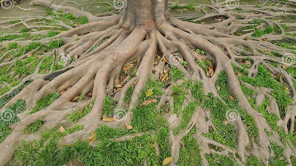 Tree roots stock image. Image of branches, leaf, clip - 18771501