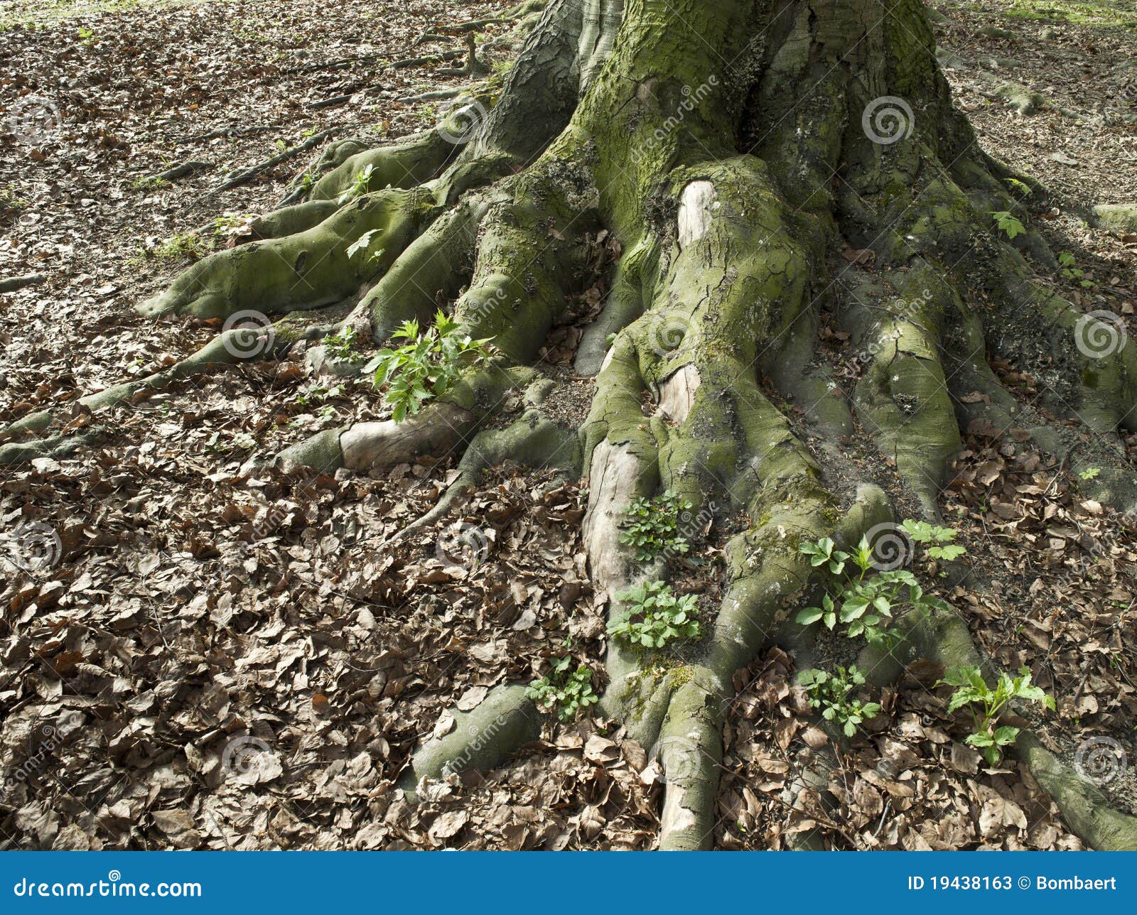 Tree roots stock image. Image of environmental, farm - 19438163