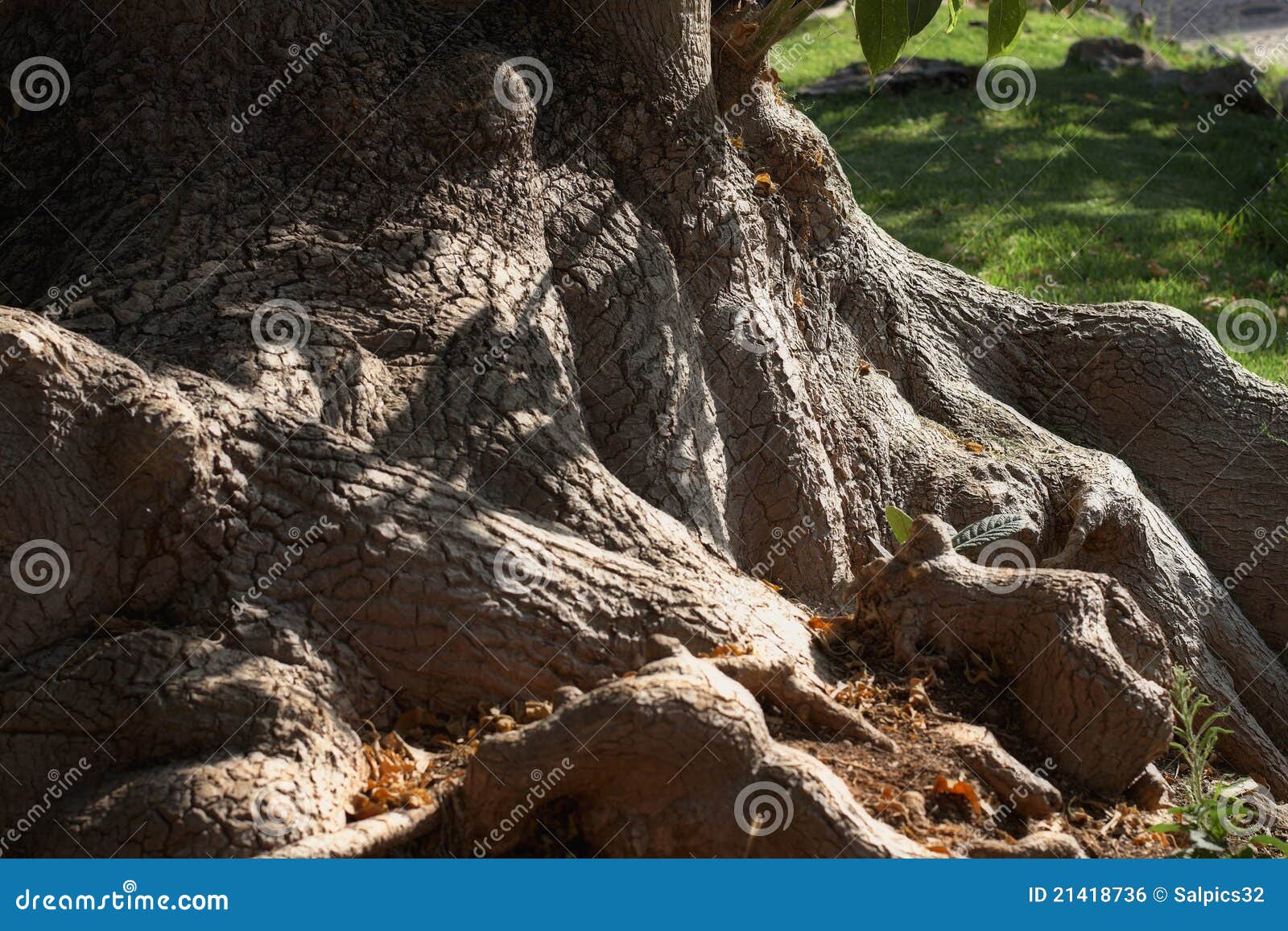 Tree roots stock photo. Image of grass, shadow, leaves - 21418736