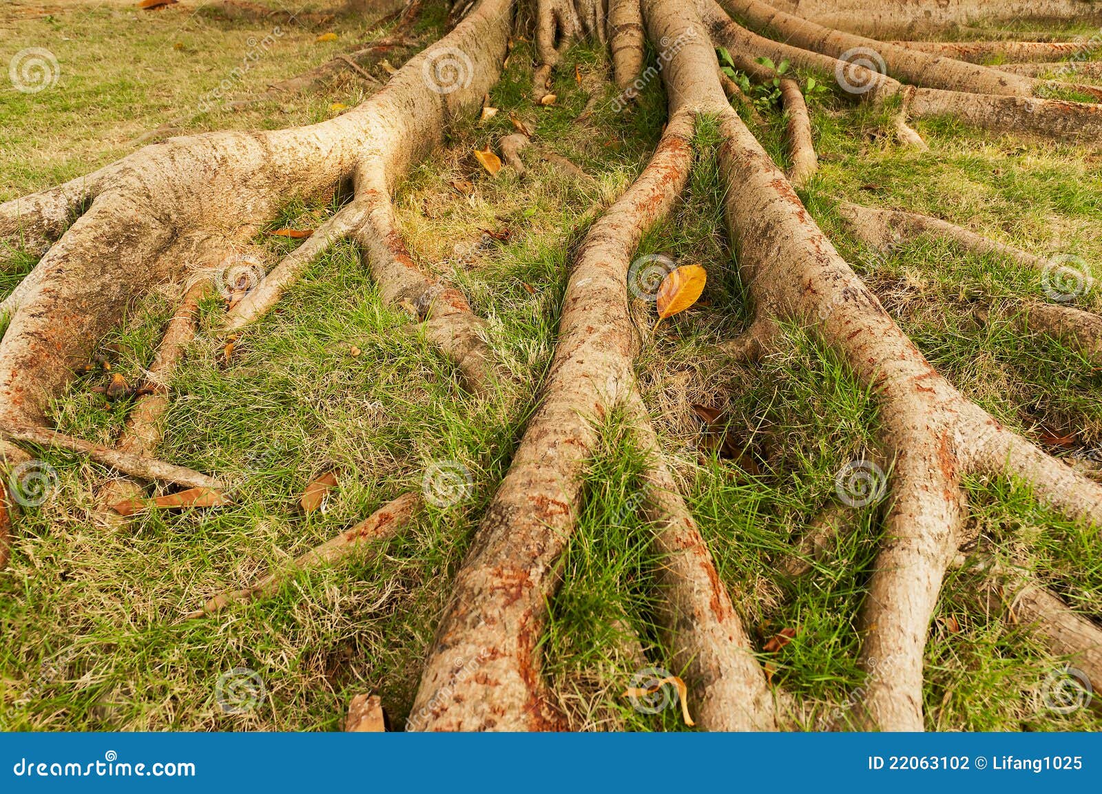Tree roots stock photo. Image of nature, sprawled, gnarled - 22063102