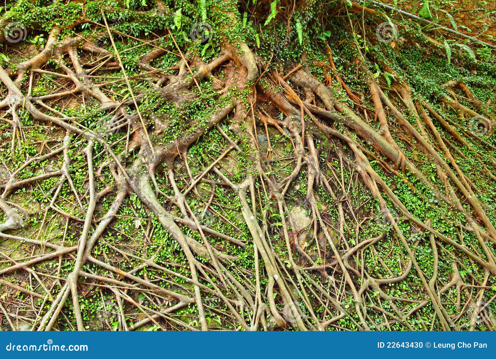 Tree roots stock photo. Image of seychelles, travel, timber - 22643430