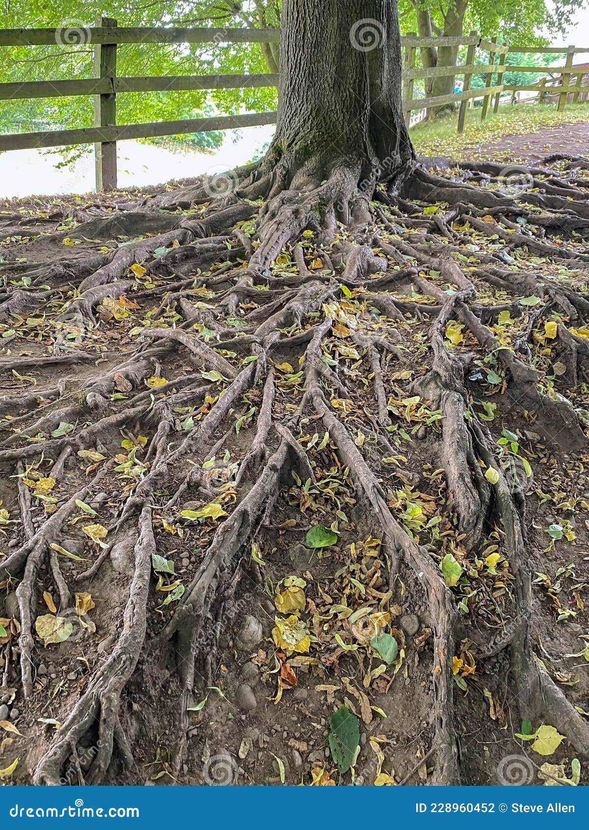Nature - Tree Roots stock photo. Image of roots, root - 228960452