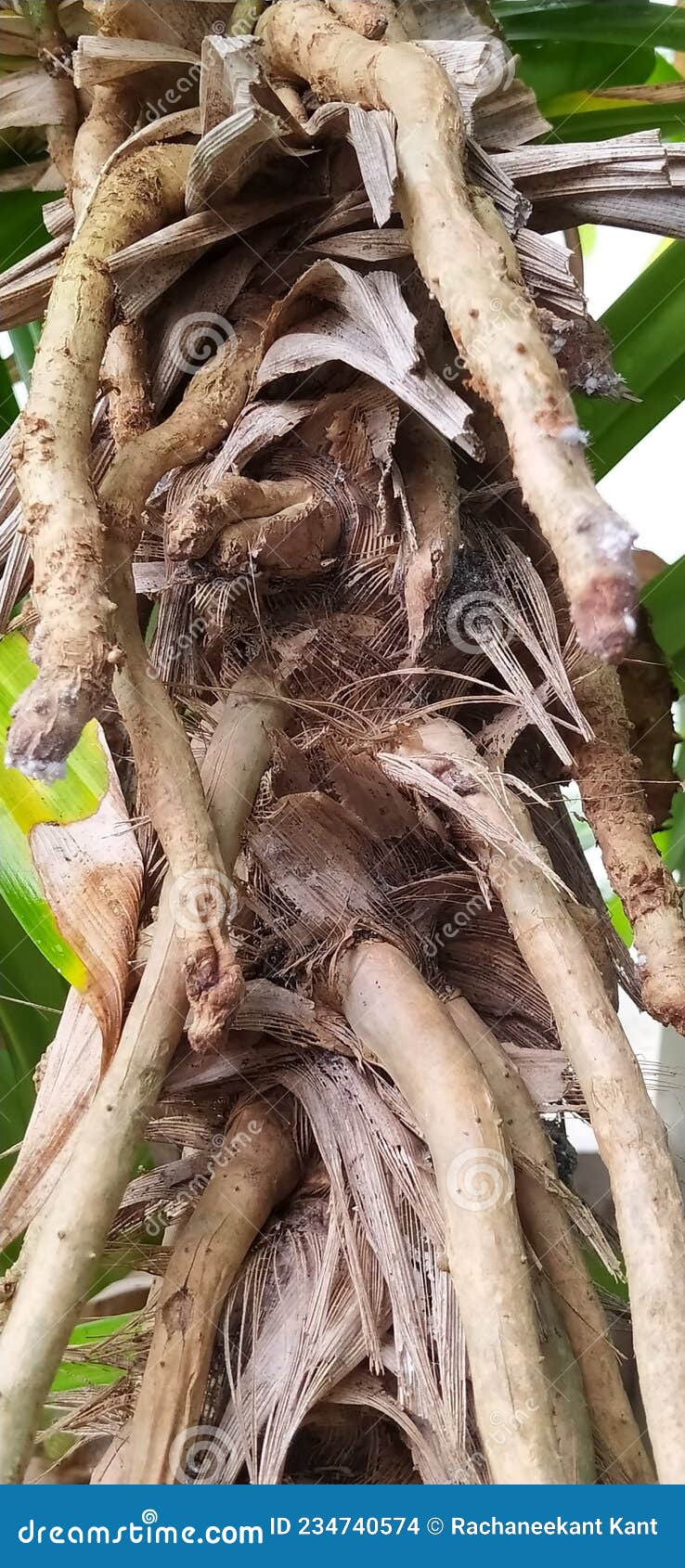 Close Up Withered Tree Roots Brown, Tree Roots Stock Photo - Image of ...