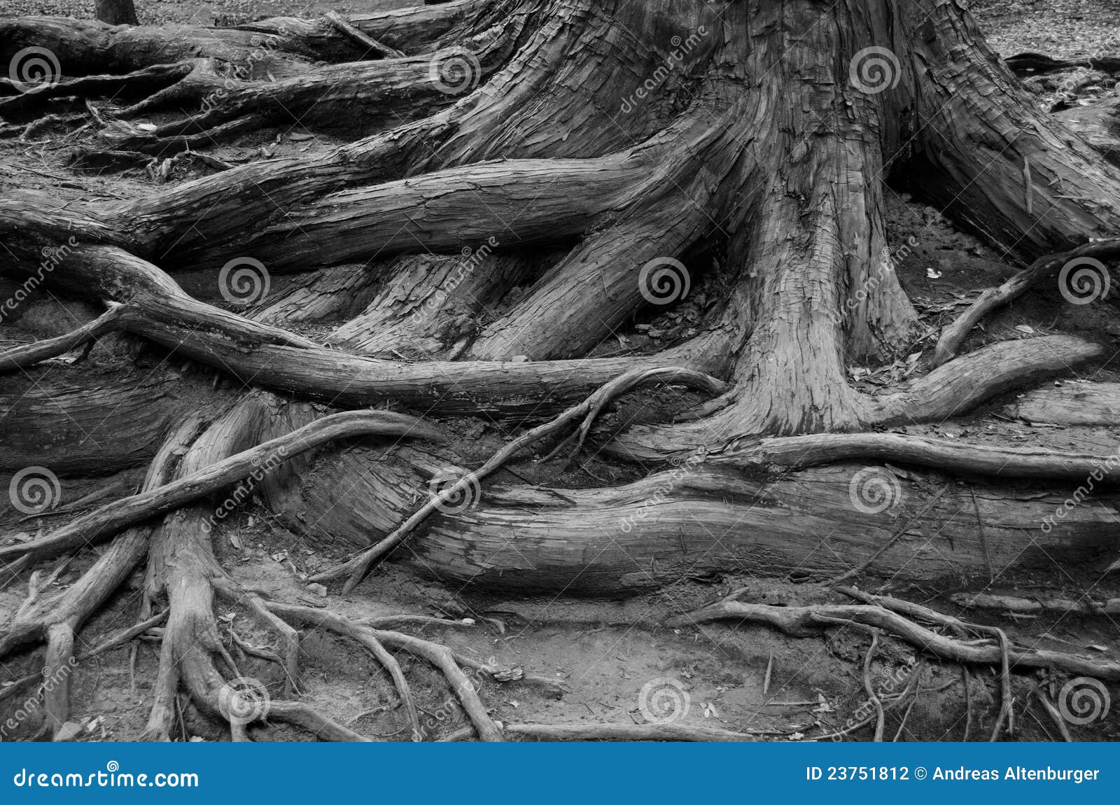 Tree roots stock photo. Image of gardening, land, light - 23751812