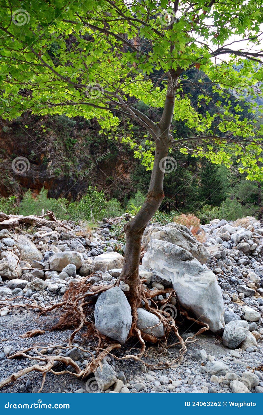 Tree with roots stock photo. Image of roots, bare, nature - 24063262