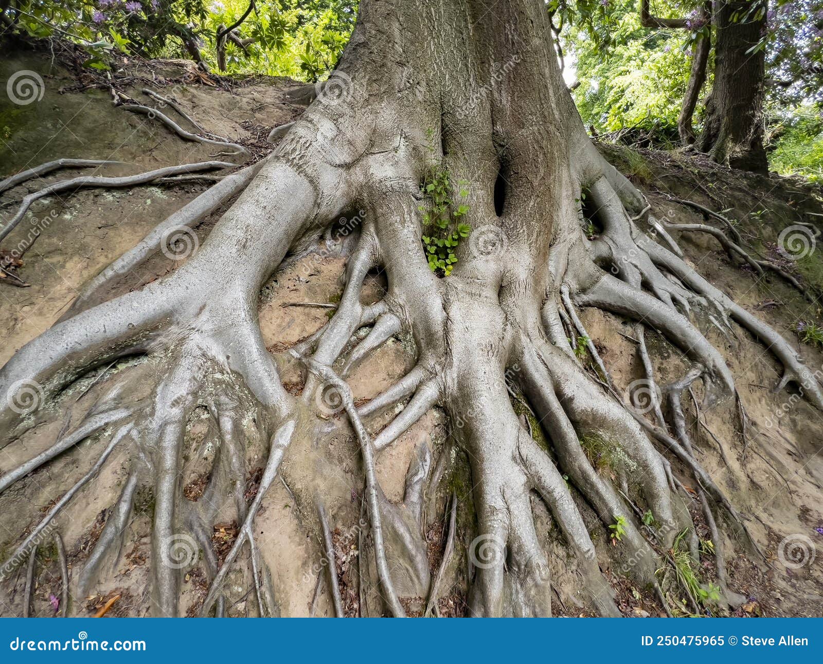 Tree Roots - branching out stock image. Image of rooted - 250475965