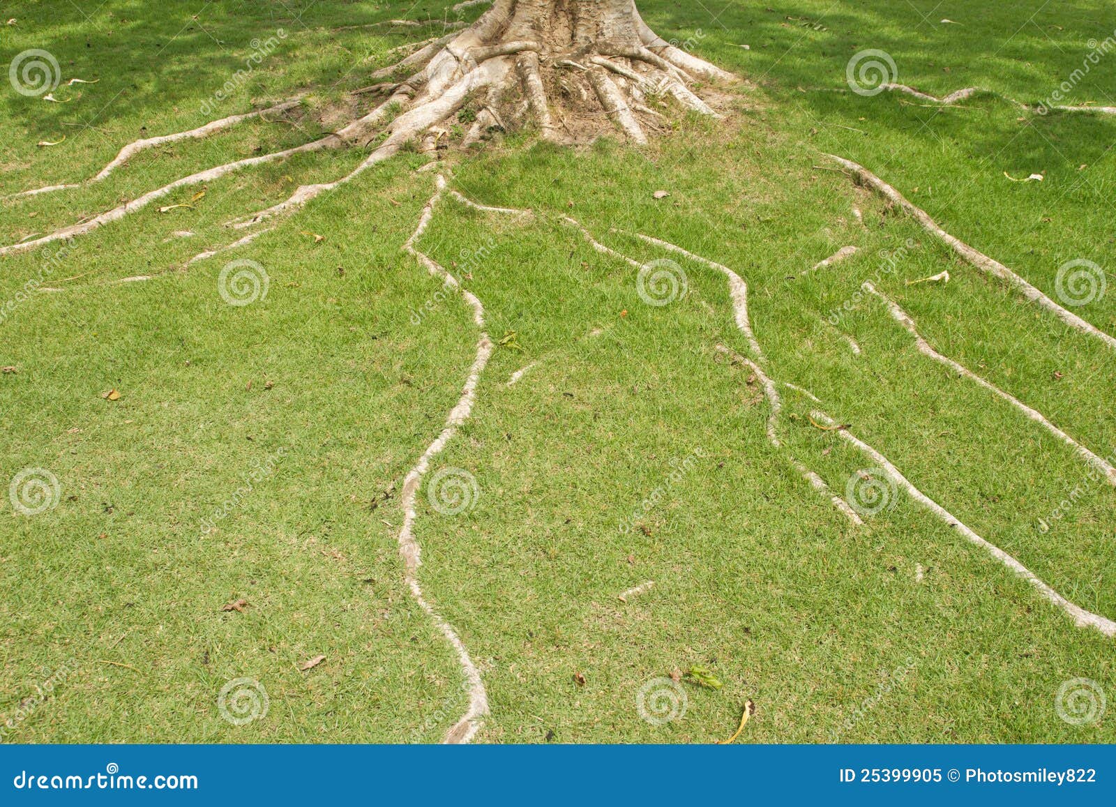 Tree roots stock image. Image of crawl, root, ground - 25399905