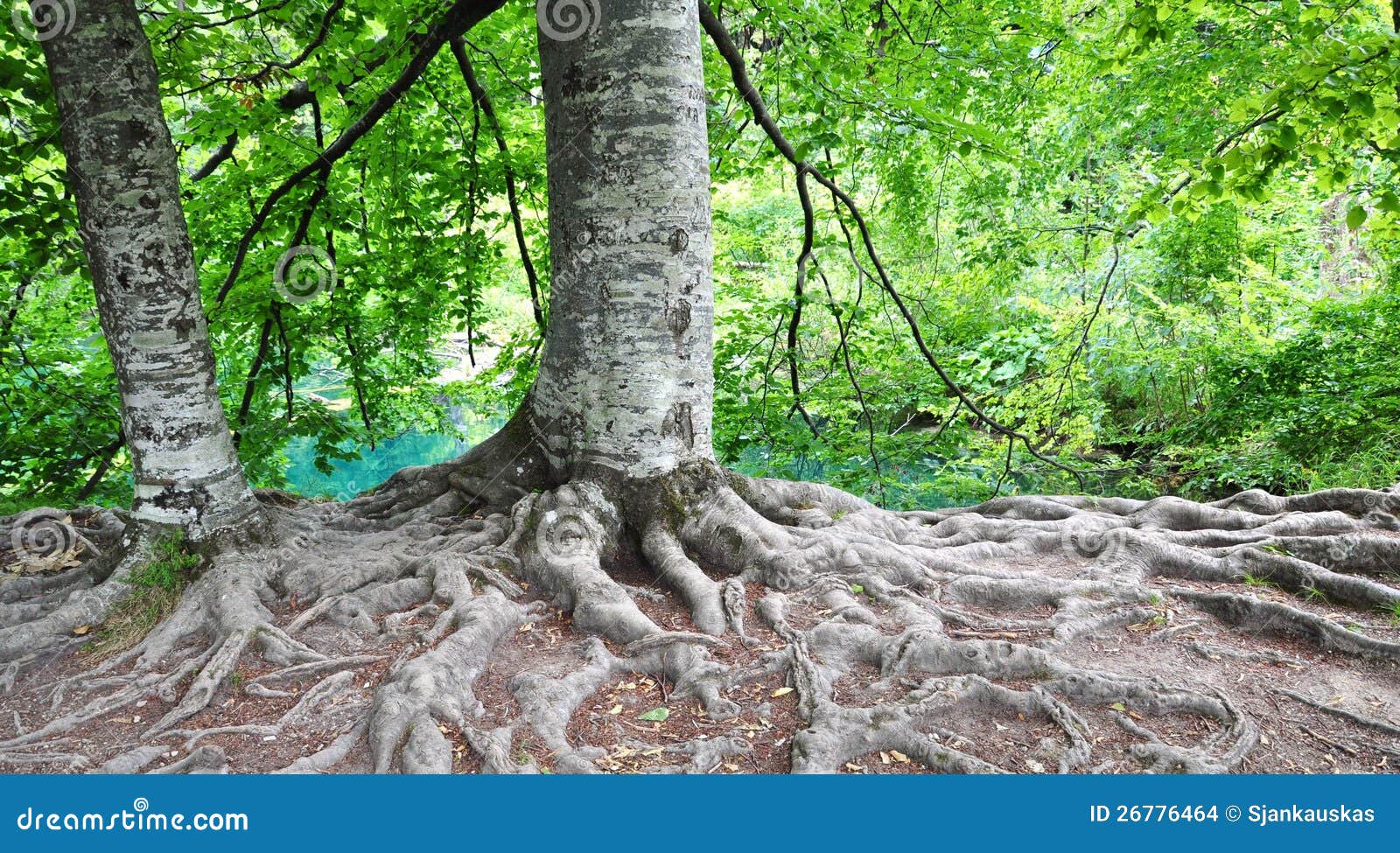 Tree Roots Texture For Background Stock Image | CartoonDealer.com #43668175