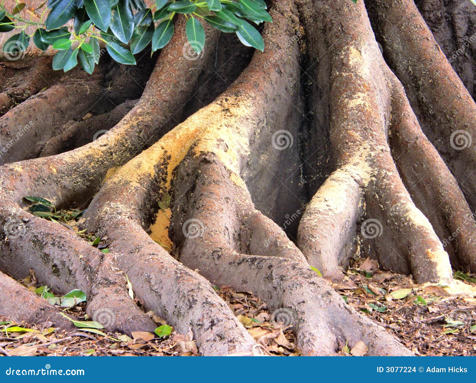 Tree Roots stock photo. Image of leaves, wood, green, foliage - 3077224