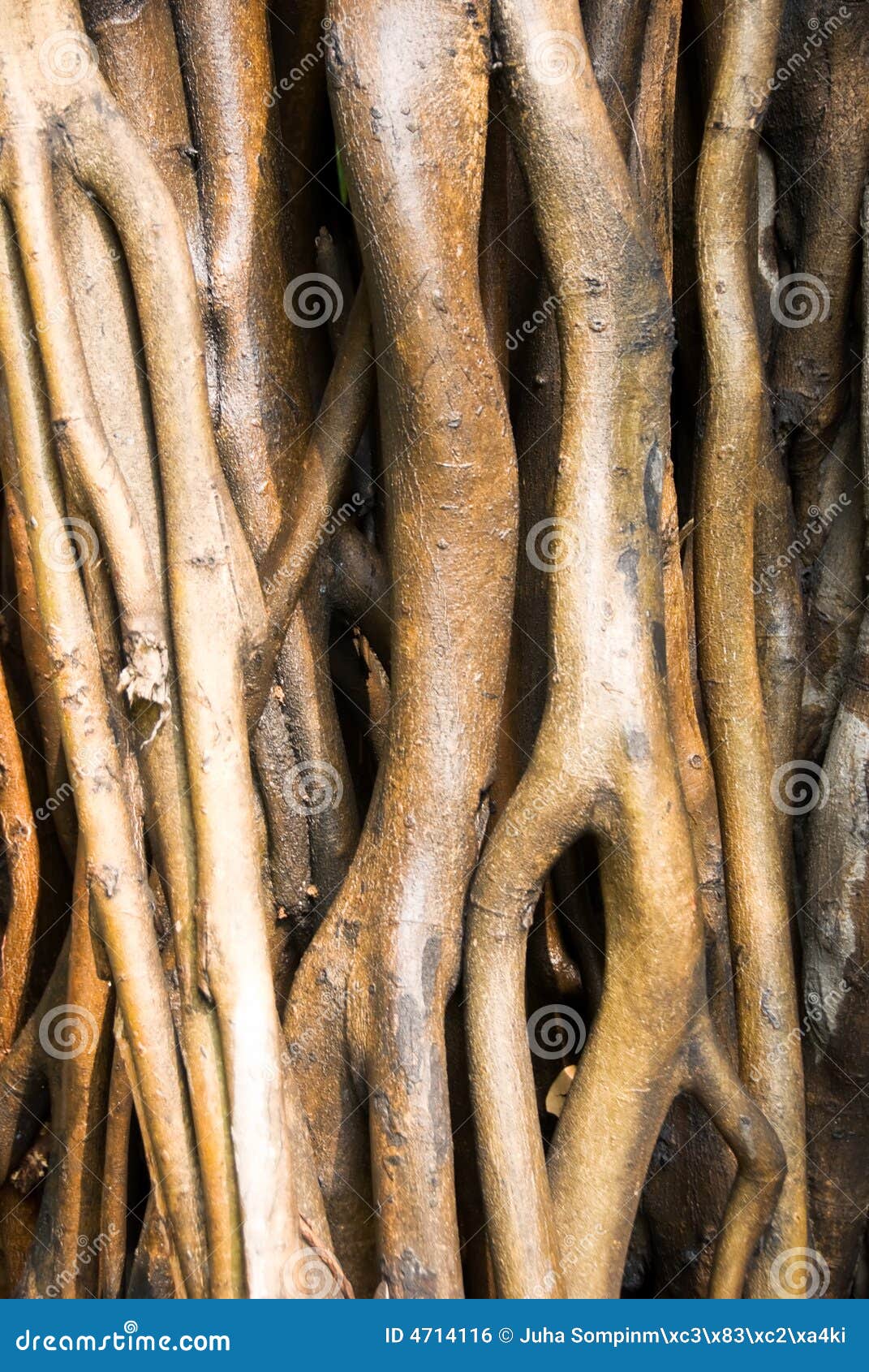 Tree roots stock photo. Image of branching, lichen, growth - 4714116