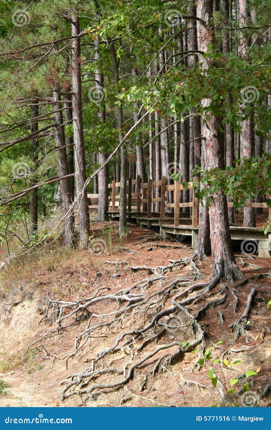 Tree Roots stock photo. Image of backwoods, grove, roots - 5771516