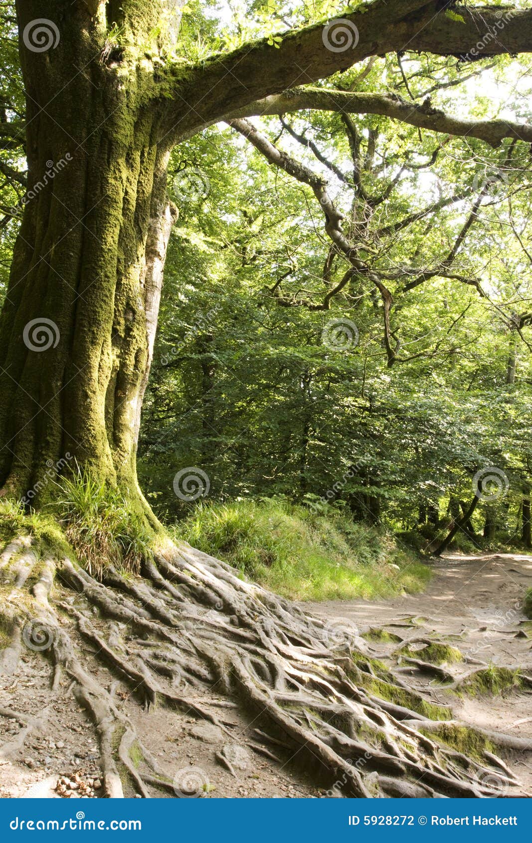 Tree roots stock photo. Image of forest, branch, trunk - 5928272