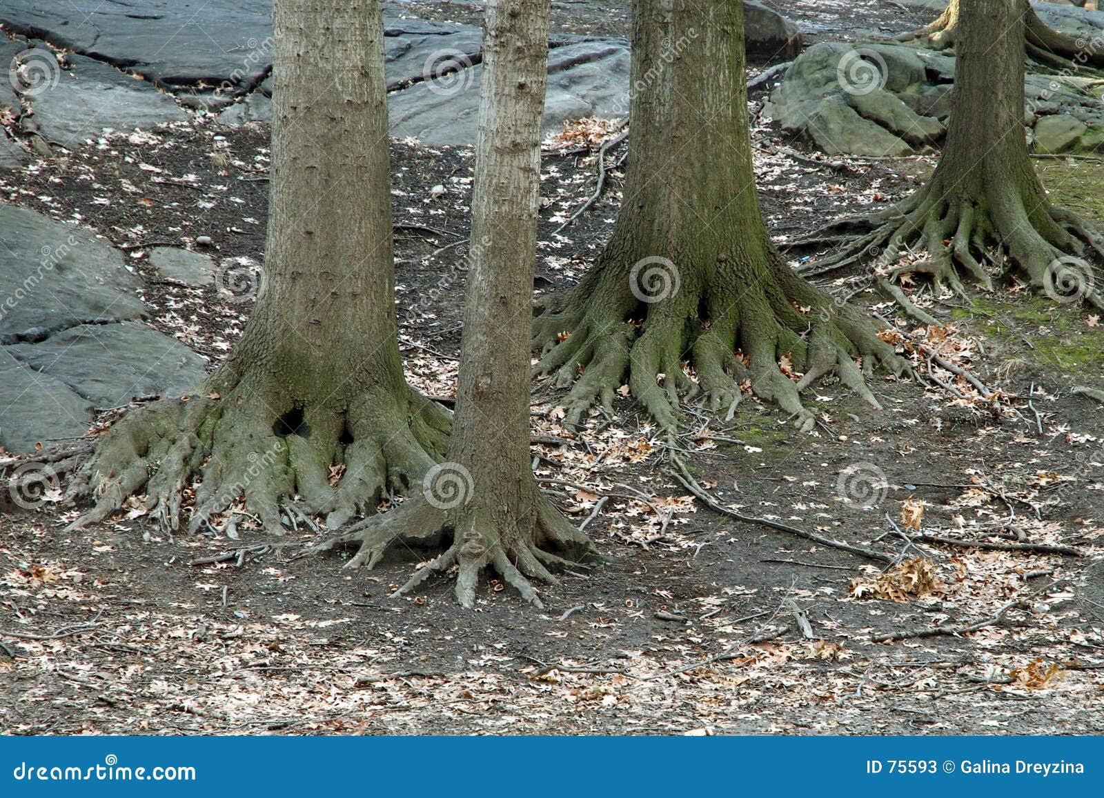 Tree Roots Picture. Image: 75593