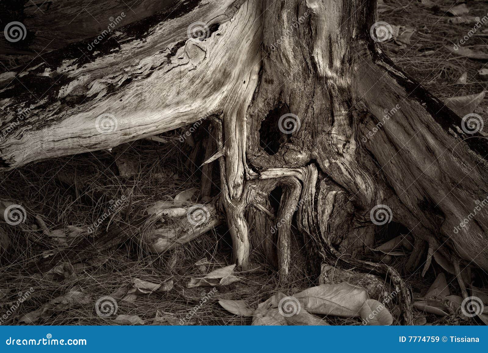 Tree roots stock image. Image of erosion, dead, kauai - 7774759
