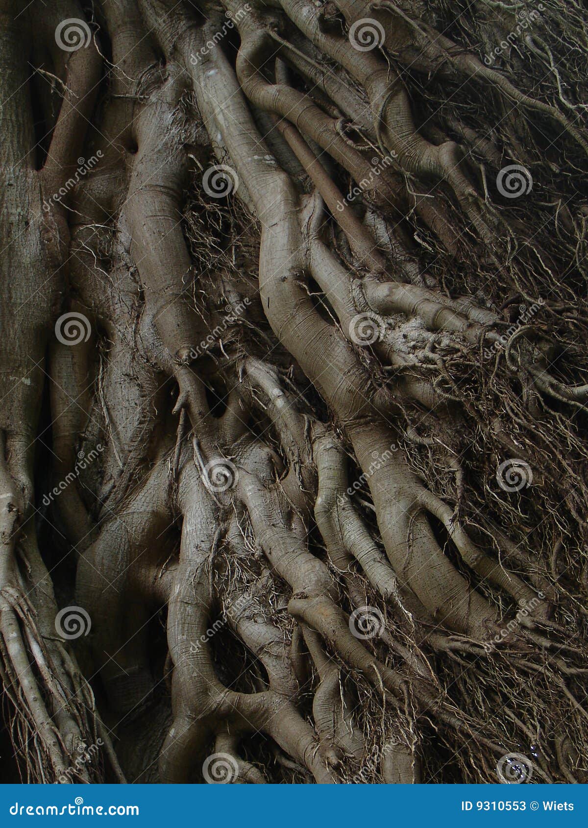 Tree roots stock image. Image of kenya, africa, brown - 9310553