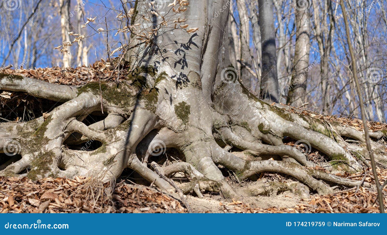 Tree Roots Above the Ground Stock Image - Image of dirt, green: 174219759