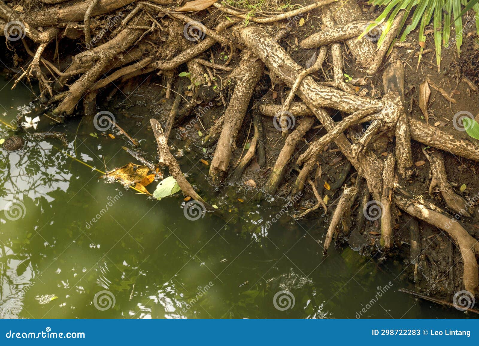 Tree Roots Above the Ground Stock Image - Image of growth, summer ...