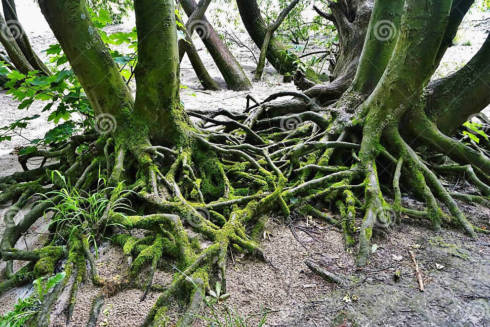 Tree Roots Above the Ground Stock Image - Image of visible, branch ...