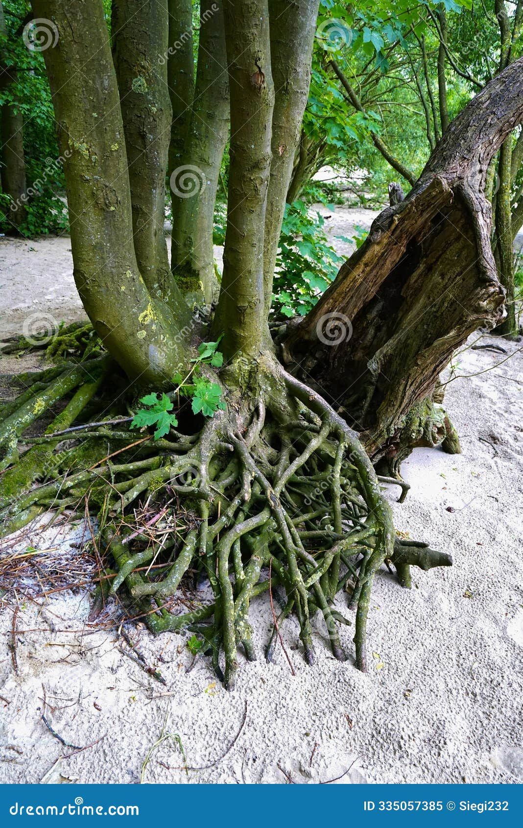 Tree Roots Above the Ground Stock Image - Image of wood, germany: 335057385