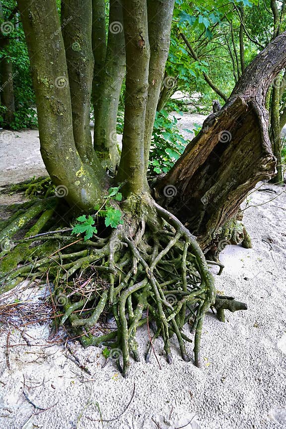 Tree Roots Above the Ground Stock Image - Image of wood, germany: 335057385